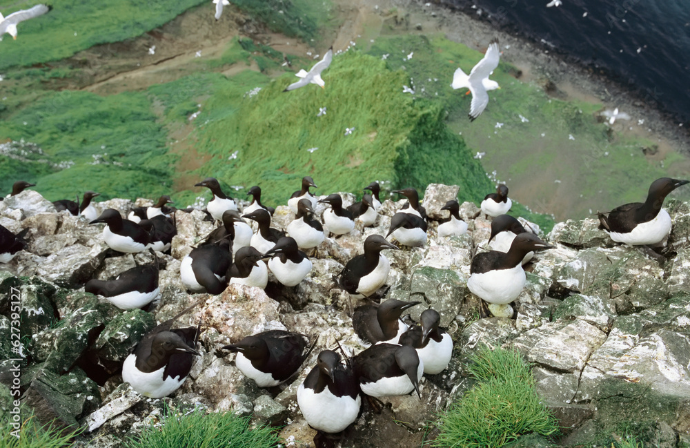 Red-legged kittiwakes (Rissa brevirostris) and Thick-billed murres ...