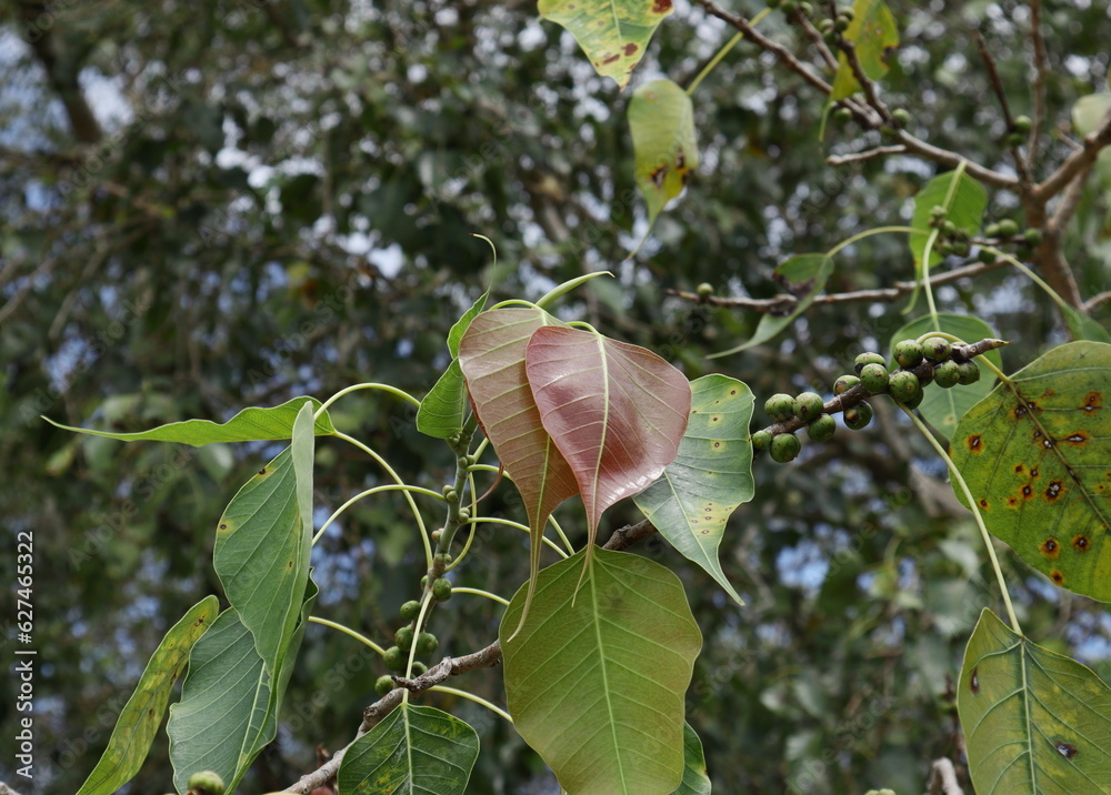 Peepal Tree Fruit