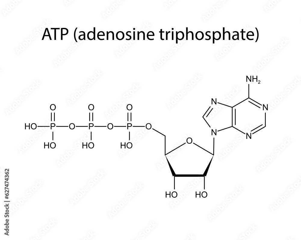 Adenosine Triphosphate Atp Molecular Structure Skeletal Formula