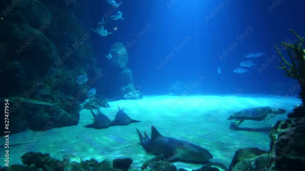 Large scale oceanarium of marine life with many species of underwater ...
