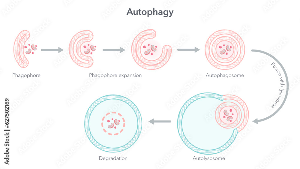 Poster Autophagy degradation of the cell science vector illustration ...