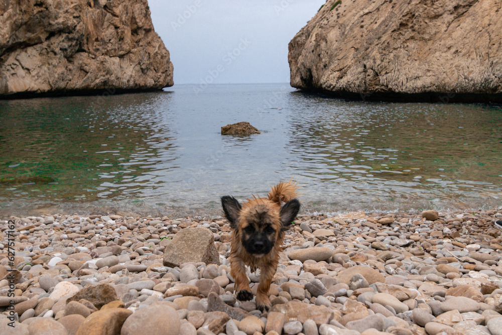 Small dog on the beach,A beach between two rocky mountains, El Jebha ...
