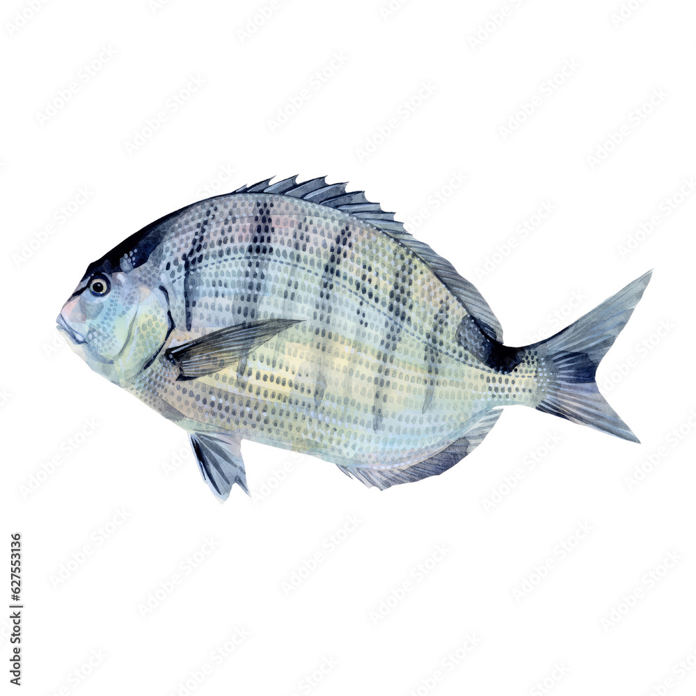 Nile Tilapia fish watercolor art illustration hand drawing background ...