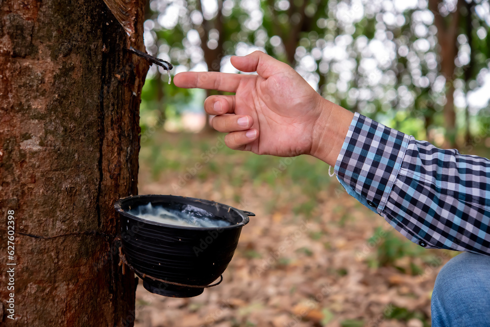 Rubber plantation worker is pointing fingers towards the rubber trees ...