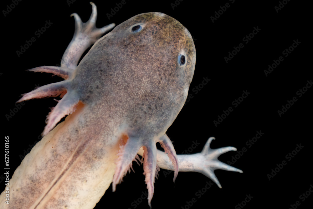 Grown up Mexican Axolotl standing on short legs on black background ...