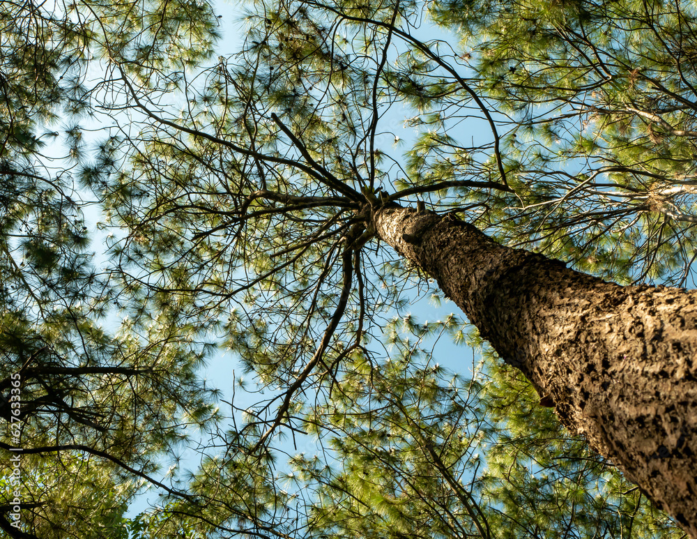Pinus merkusii, the Merkus pine or Sumatran pine canopy, natural forest ...