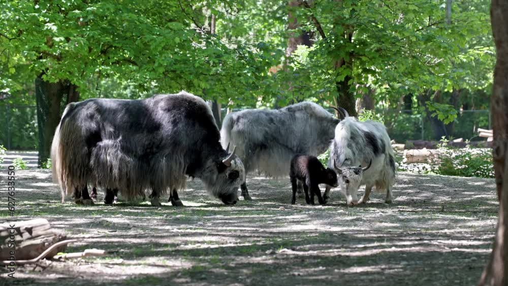 Family of domestic yak, Bos grunniens. A long-haired domesticated bovid ...