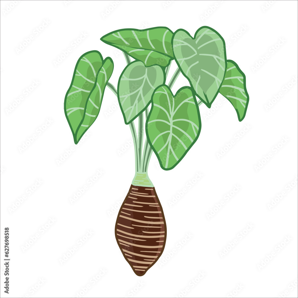 taro vector illustration as a fresh plantation product on a white ...