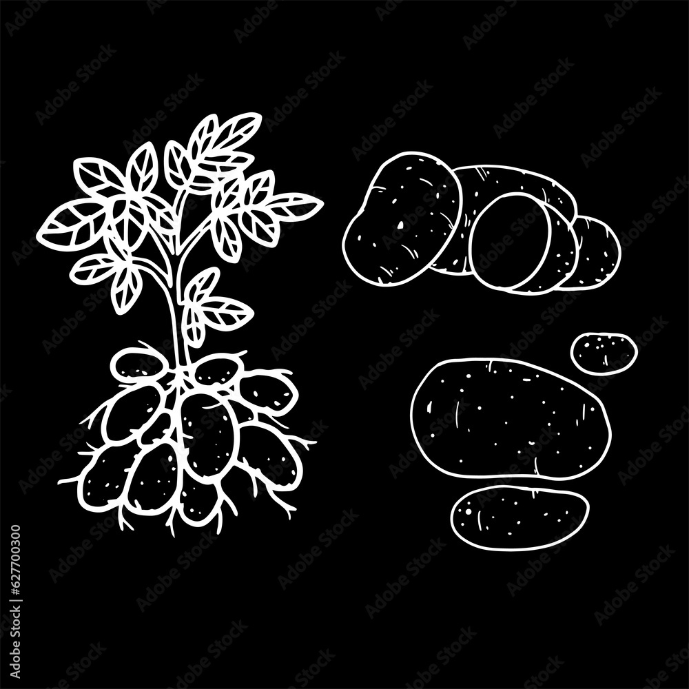 taro vector illustration as a fresh plantation product on a white ...