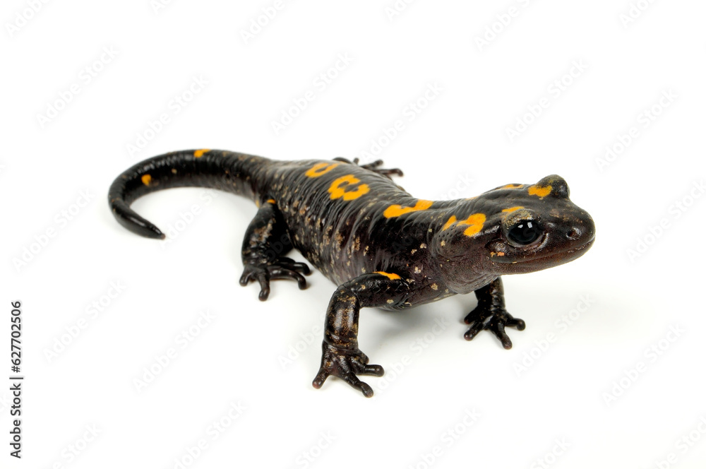 North African fire salamander // Nordafrikanischer Feuersalamander ...