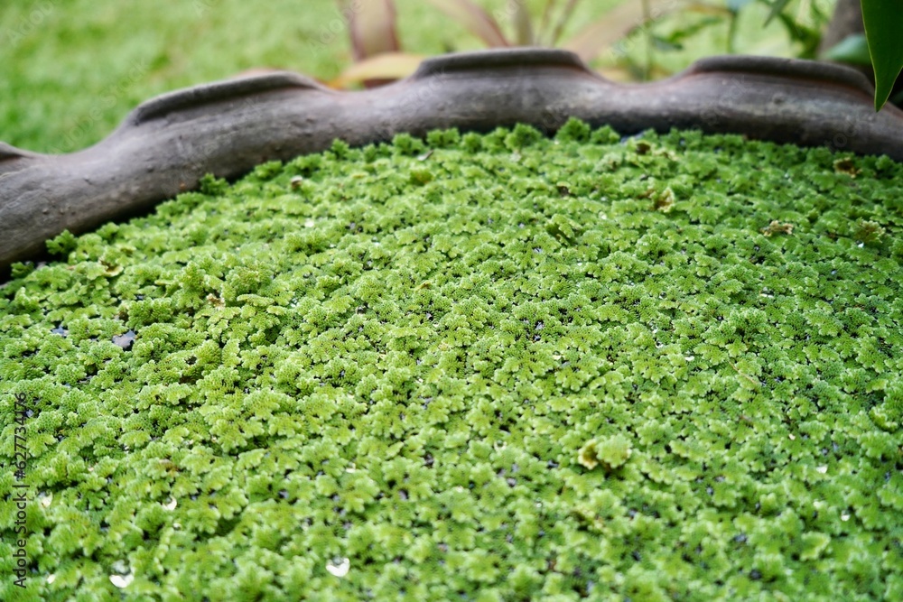 Mosquito fern, Water fern , Azolla pinnata green fresh plant floating ...