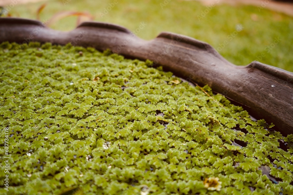 Mosquito fern, Water fern , Azolla pinnata green fresh plant floating ...