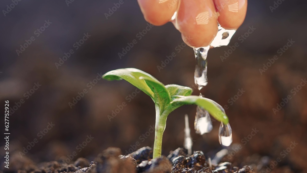 Agriculture. hand water one green sprout in the soil field water drops ...