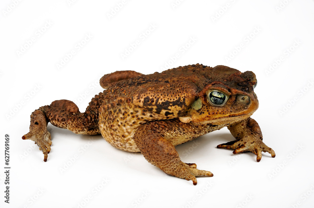 Foto de Cururu Toad, Rococo Toad // Rokokokröte (Rhinella diptycha ...