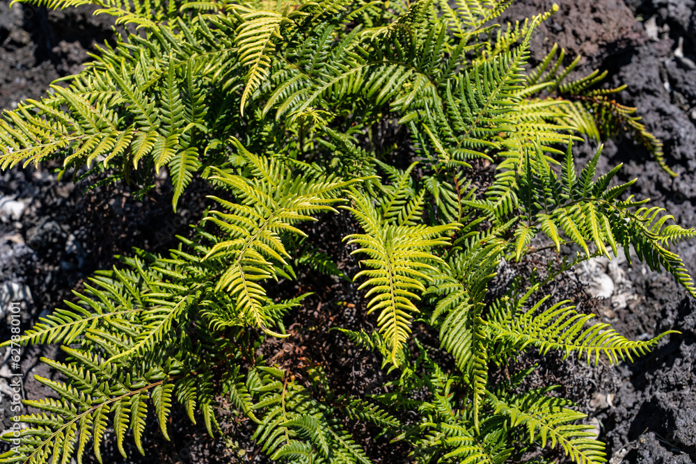 Pityrogramma austroamericana, the silverback ferns, or goldback ferns ...