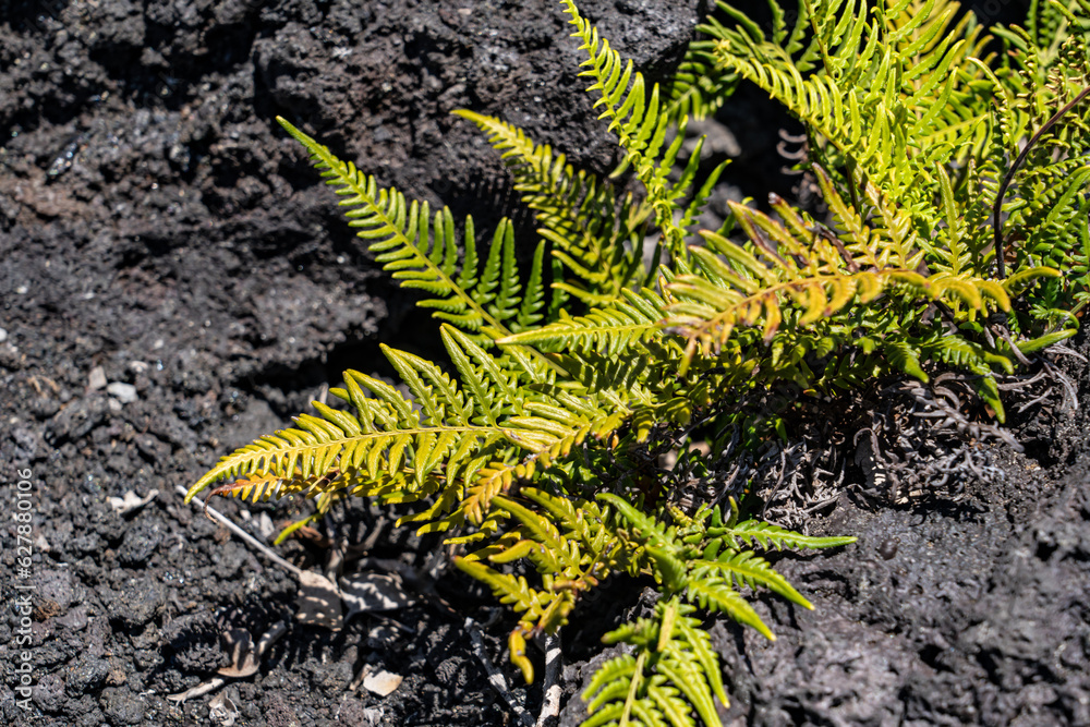 Pityrogramma austroamericana, the silverback ferns, or goldback ferns ...
