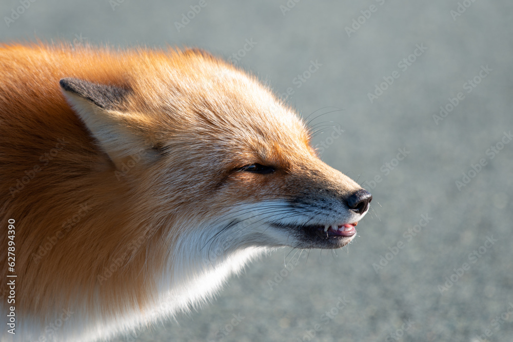 A close up of a wild young red fox with long red fur and a white fur ...