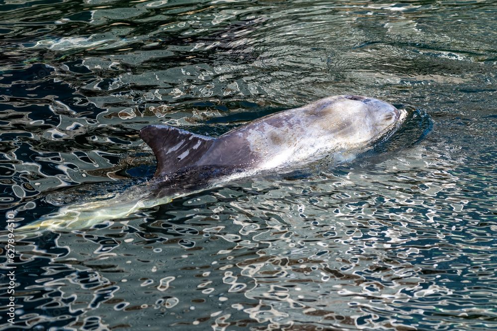 A closeup of a small wild dolphin swimming in the cold Atlantic Ocean ...