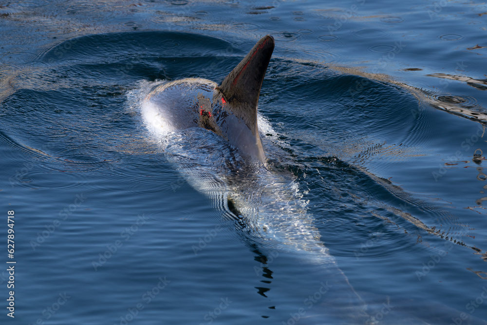 A closeup of a small wild dolphin swimming in the cold Atlantic Ocean ...
