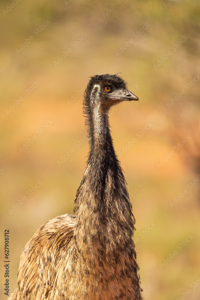 The Emu (Dromaius novaehollandiae) is the largest bird on the ...