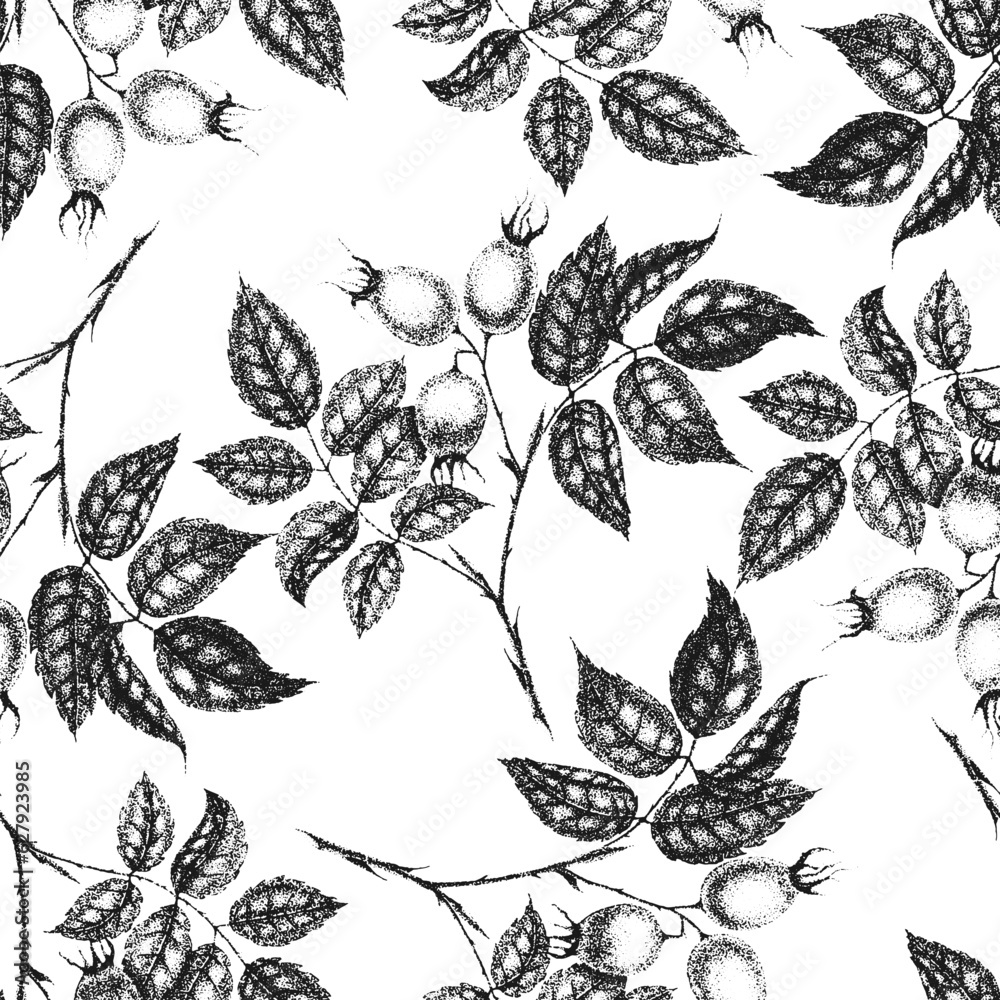 Wild rose flowers drawing and sketch with pointillism on white ...