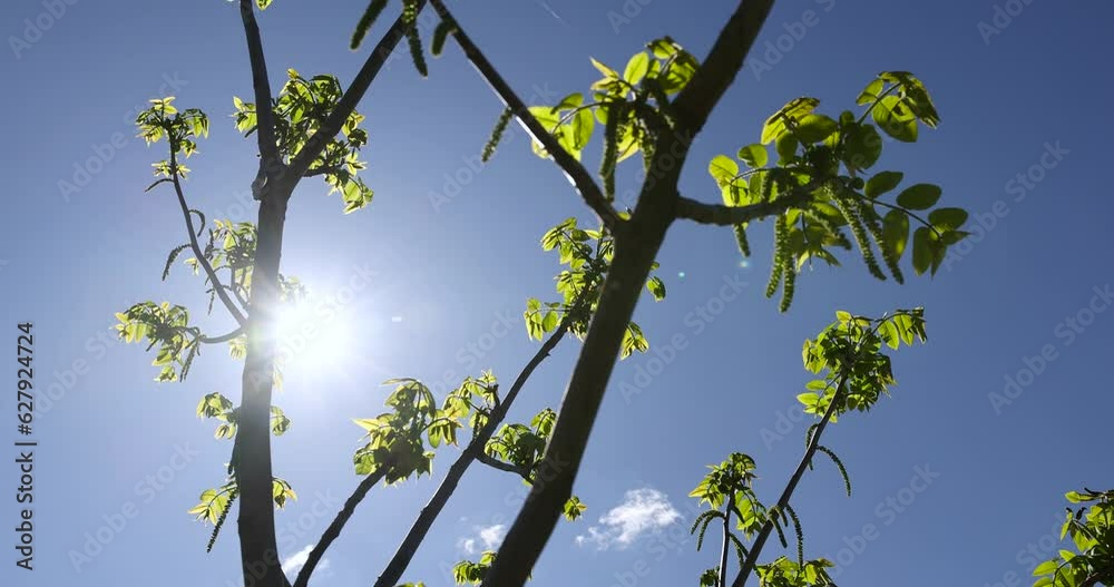 green young foliage and inflorescences on spring walnut trees , walnut ...