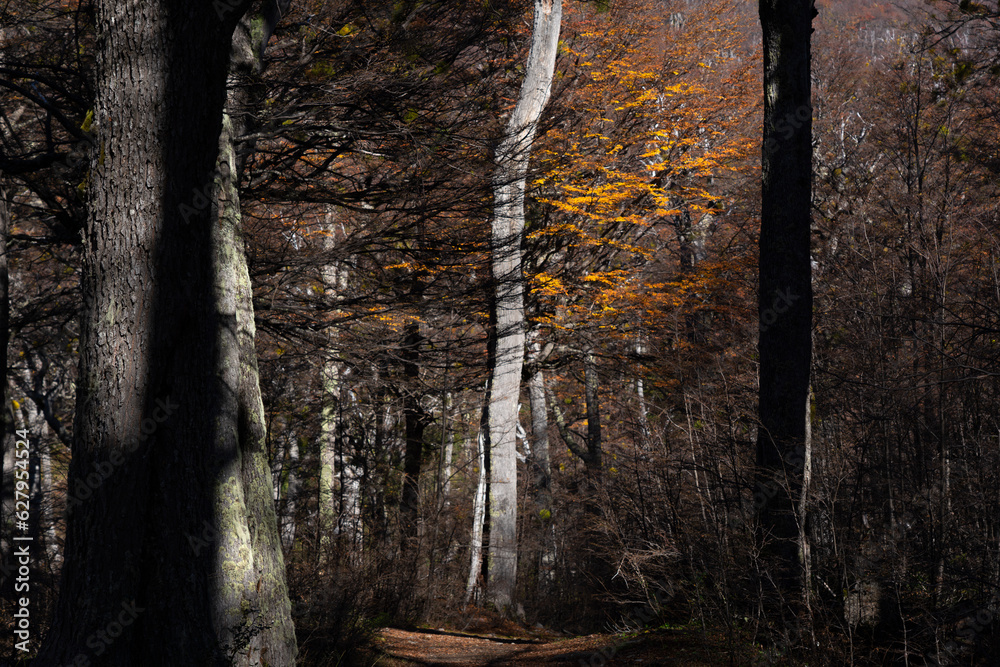 Yellow foliage of a lenga tree at Baguilt State Reserve, Patagonia ...