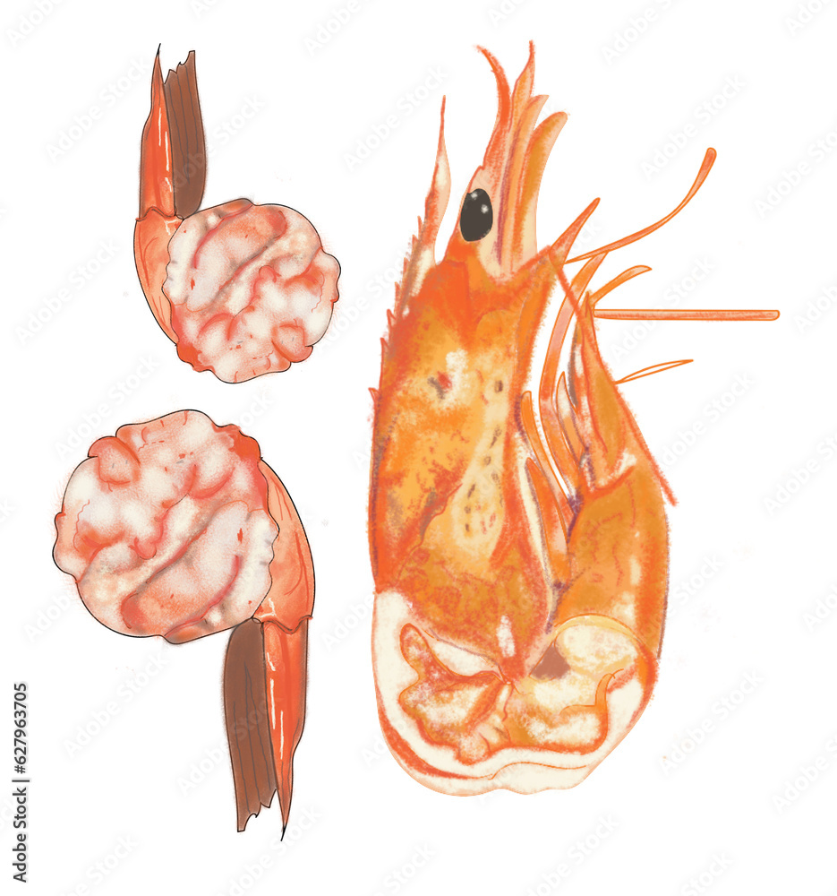 shrimp illustrations art. Stock Illustration | Adobe Stock