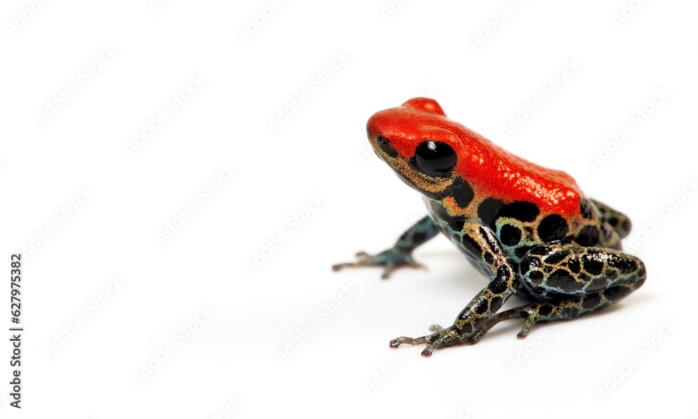 Rotrückenbaumsteiger, Netzbaumsteiger // Red-backed poison frog ...