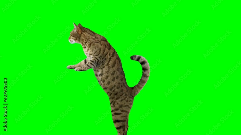 Bengal cat standing on hind legs with front paws leaning on the ...