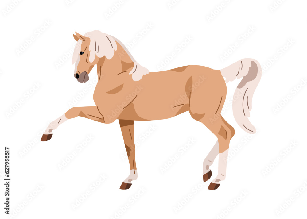 Horse with raised leg. Stallion profile during Spanish walk, step gait ...