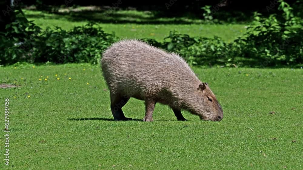 The capybara, Hydrochoerus hydrochaeris is the largest extant rodent in ...