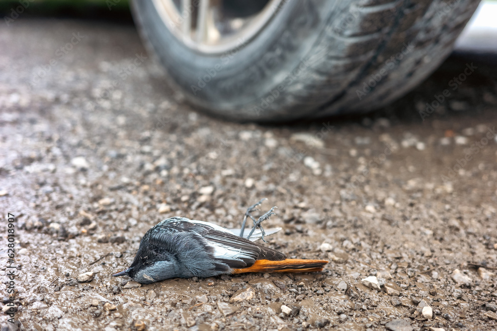 Bird killed by car on road. Dead bird lies on the asphalt. Animal ...