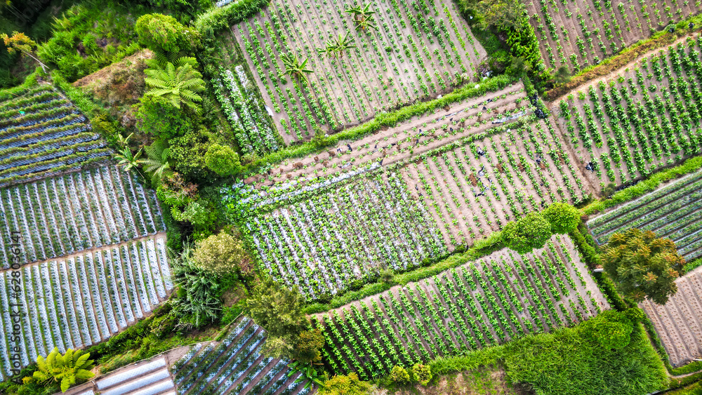 Aerial view of neat vegetable garden pattern and texture on a ...