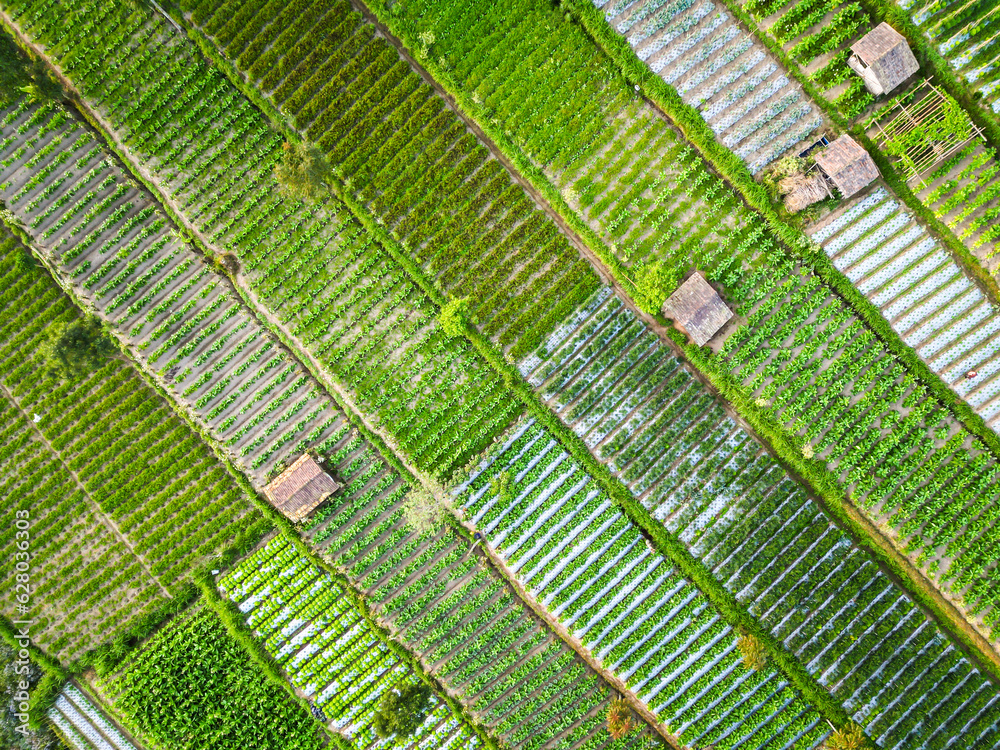 Foto de Aerial view of neat vegetable garden pattern and texture on a ...