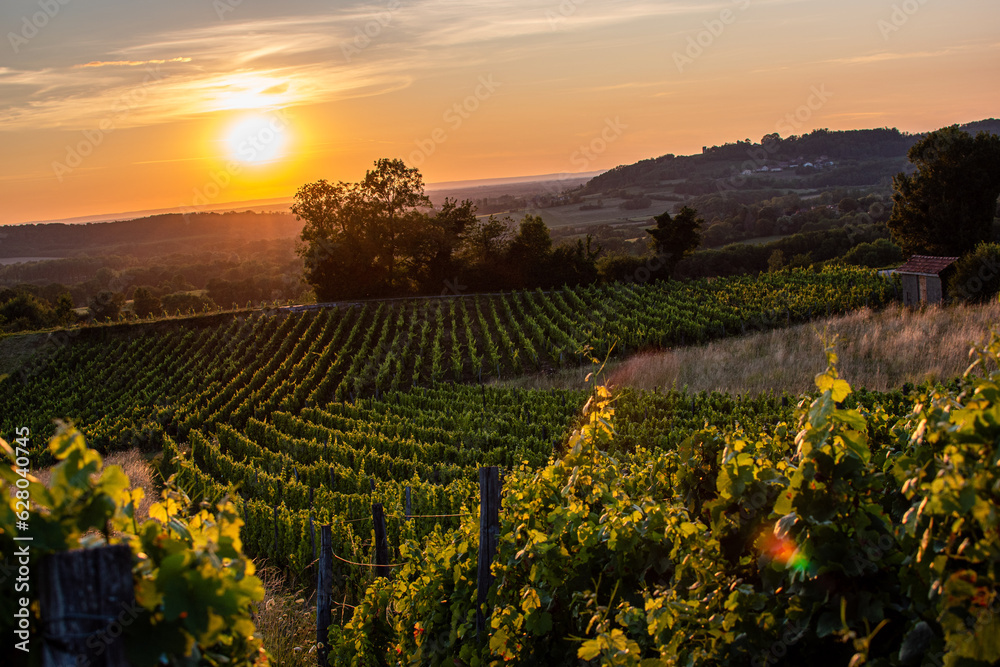 Vignes du Jura en AOC Côtes du Jura, sur la commune de passenans Stock ...