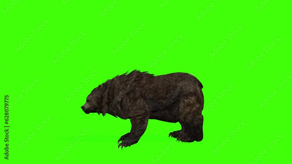 realistic Bear is breathing with walk cycle side view Green Screen Loop ...