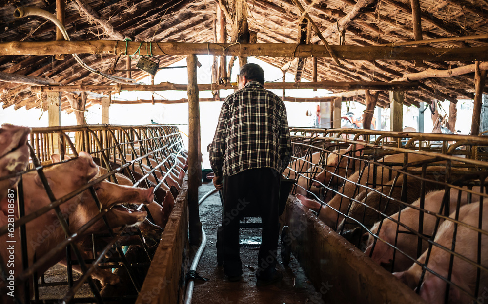 Pig farming. The farmer is feeding the pigs or cleans the pig farm ...