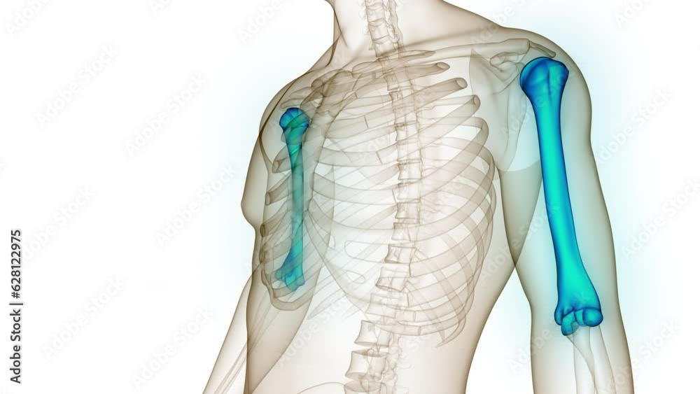 Human Skeleton System Humerus Bone Joints Anatomy Animation Concept ...