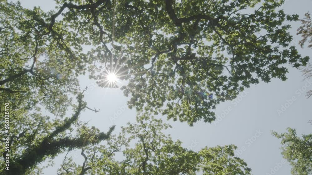 Upward view of the treetops in a dense summer forest with sunbeams ...