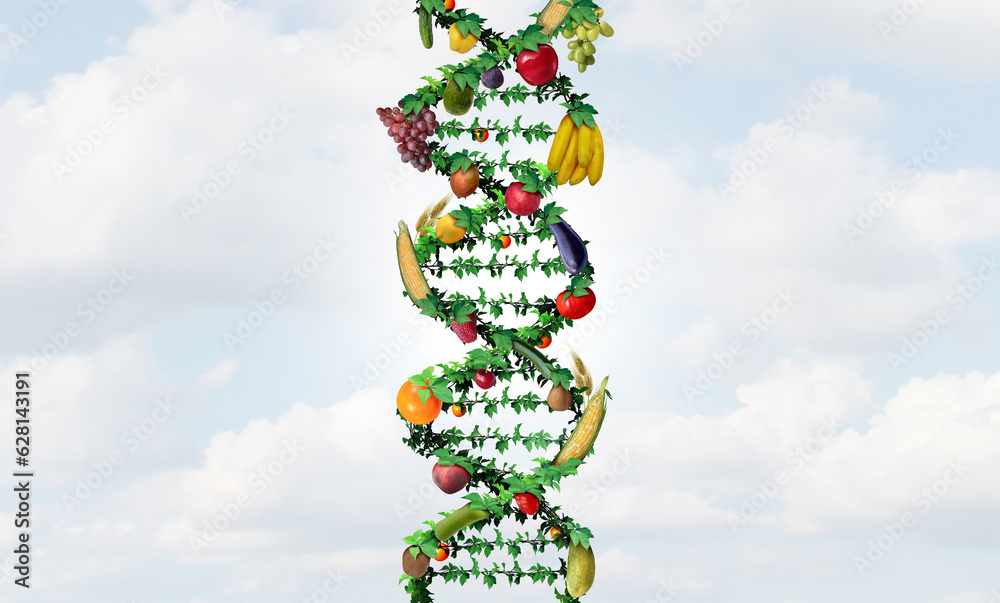 GMO agriculture and genetically modified crops or gene altered food as ...
