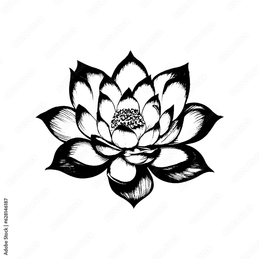 Lotus Flower Bud Black and White Linear Drawing Closeup Vector ...