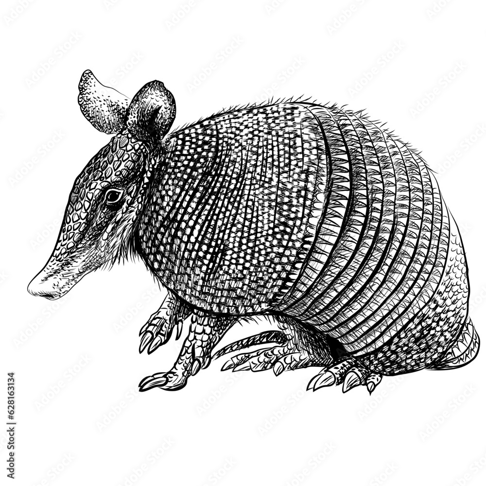 Nine-banded armadillo. Graphic portrait of Nine-banded armadillo in ...