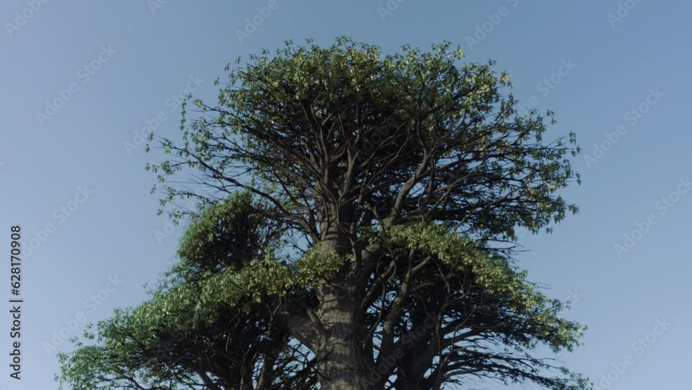 Zoom in on a family group of trees or a single large tree. Symbol of ...