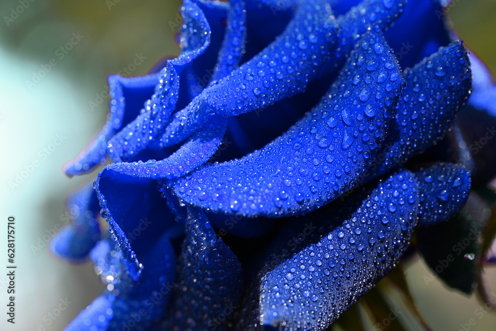 delicate blue rose on a flower bed, after the rain. beautiful flowers ...
