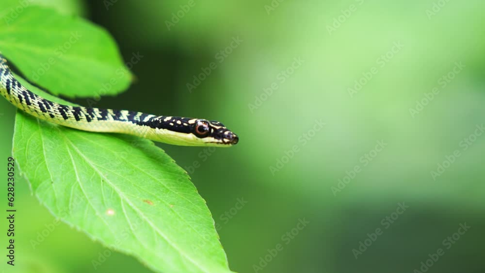 Baby Snake Golden Tree Snake Head Close-up shot of green mamba snake on ...