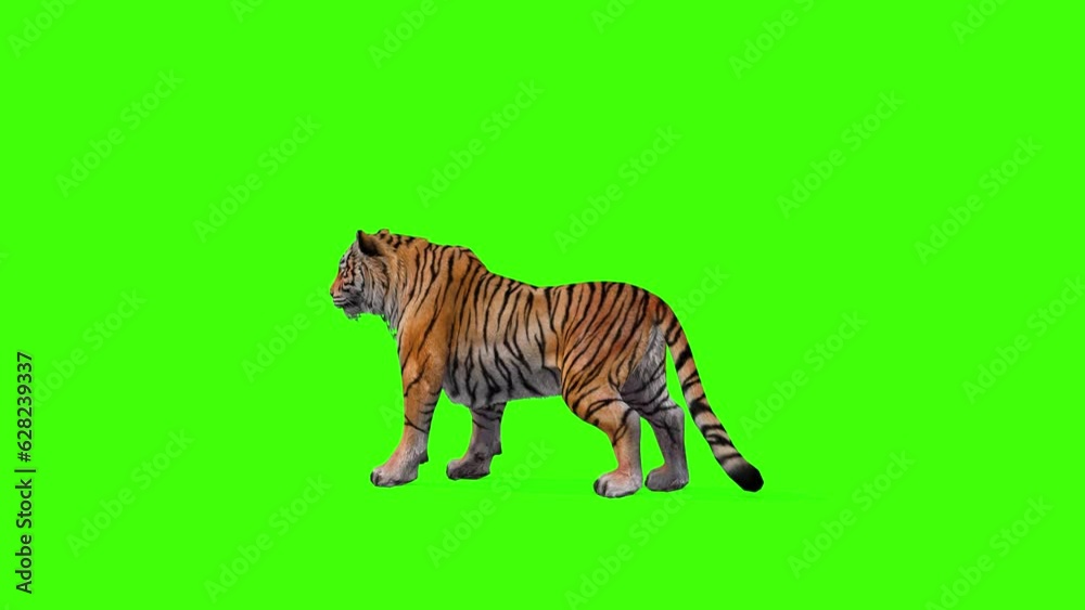 3D South China tiger, Siberian Tiger, and Indochinese tiger idle on the ...
