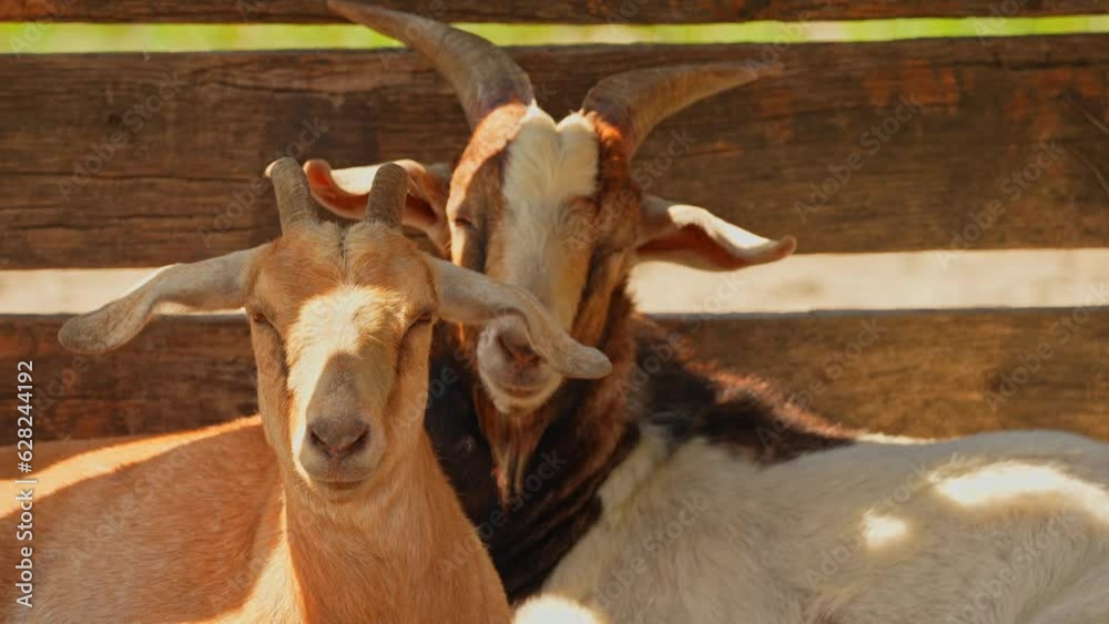 Female and male goats hiding under shadow and breath heavy from extreme ...