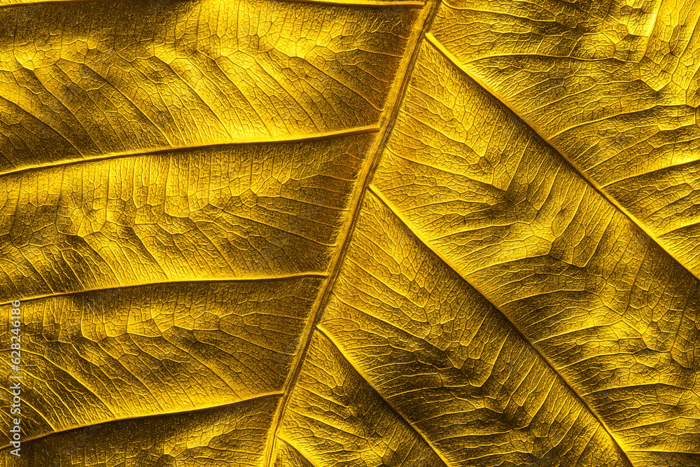 Close Up Patterns on gold leaf from Bodhi tree Isolated, planted in ...