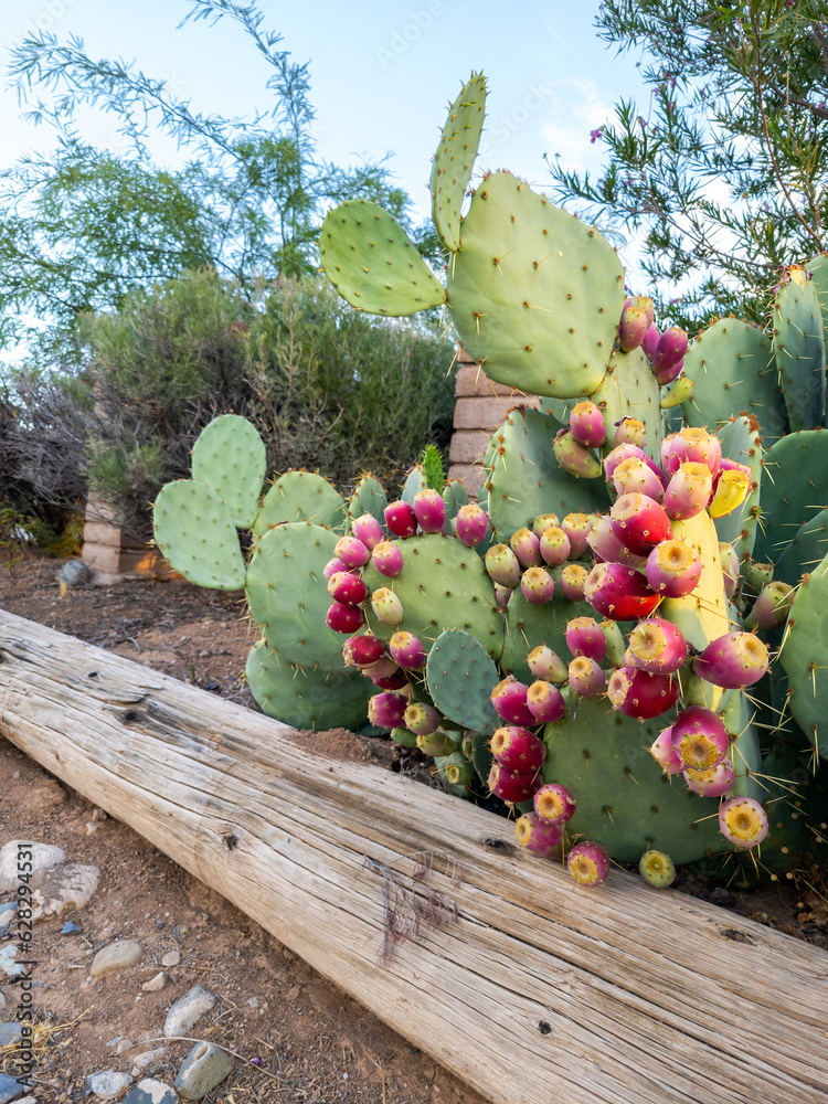 Arizona edible Prickly Pear cactus with red fruits known as tuna on its ...